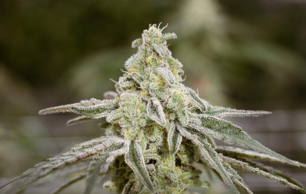 MAC 1 Cap's Cut THCA - Stoney Branch